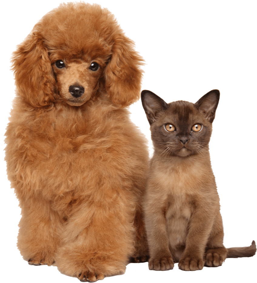 joyground service – 조이그라운드